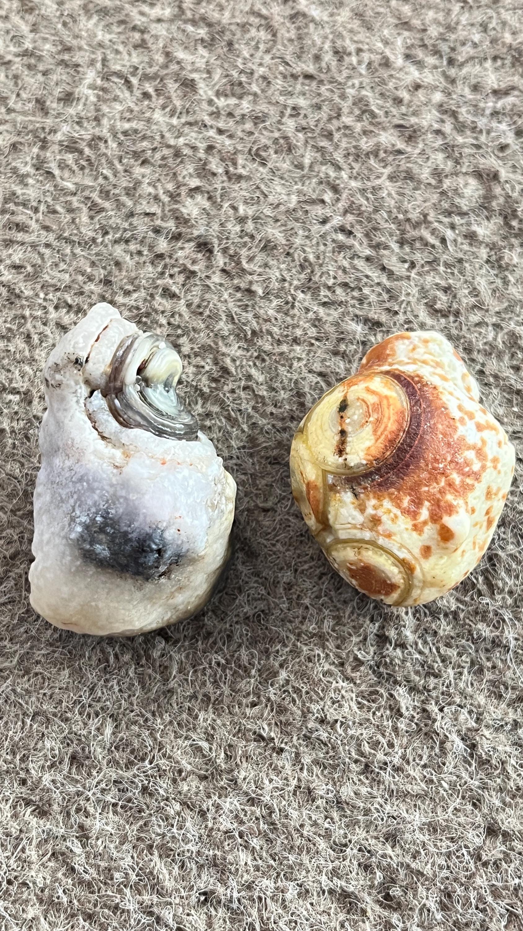 A Set Size:3.8-4.3cm+ Natural Gobi Eyes Agate No Polished No Hole - Etsy