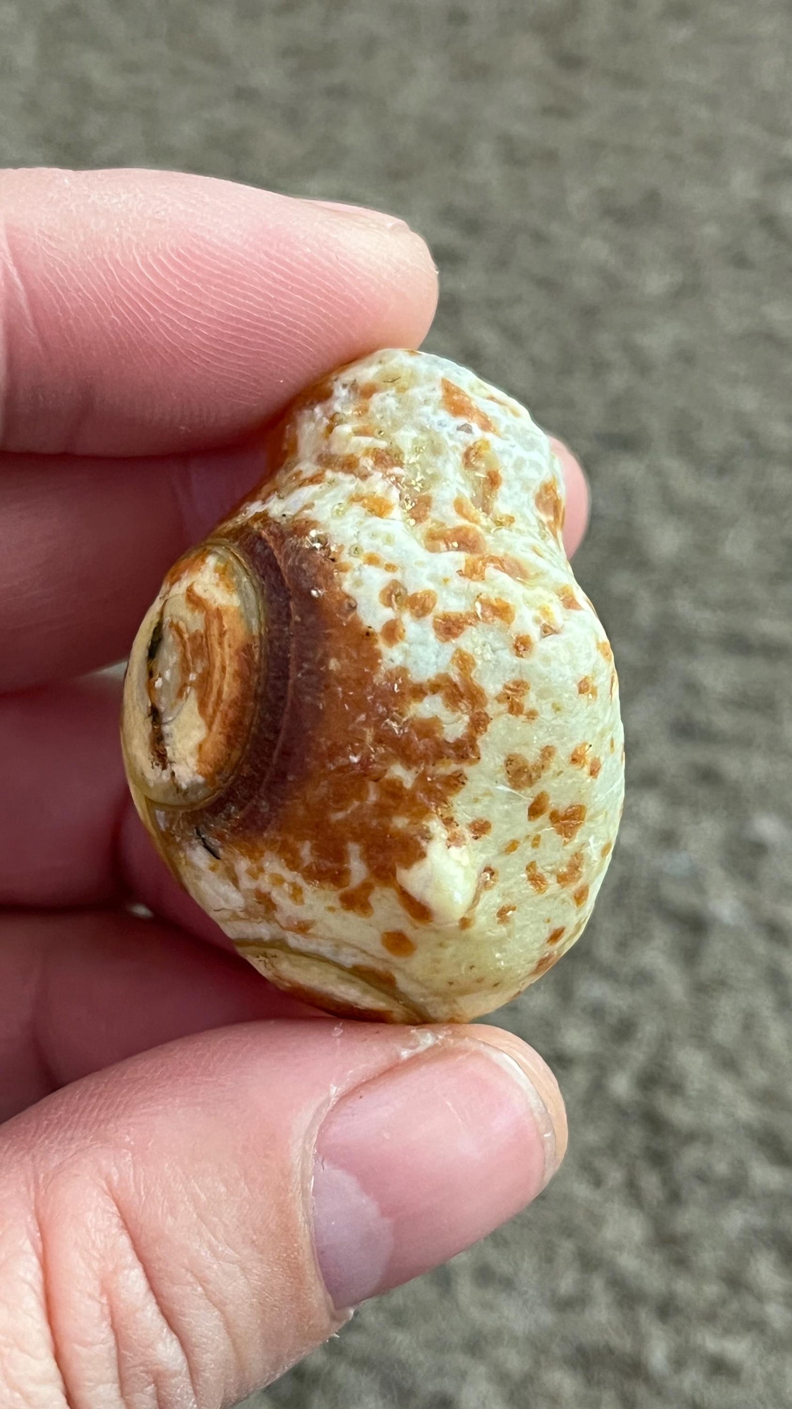 A Set Size:3.8-4.3cm+ Natural Gobi Eyes Agate No Polished No Hole - Etsy