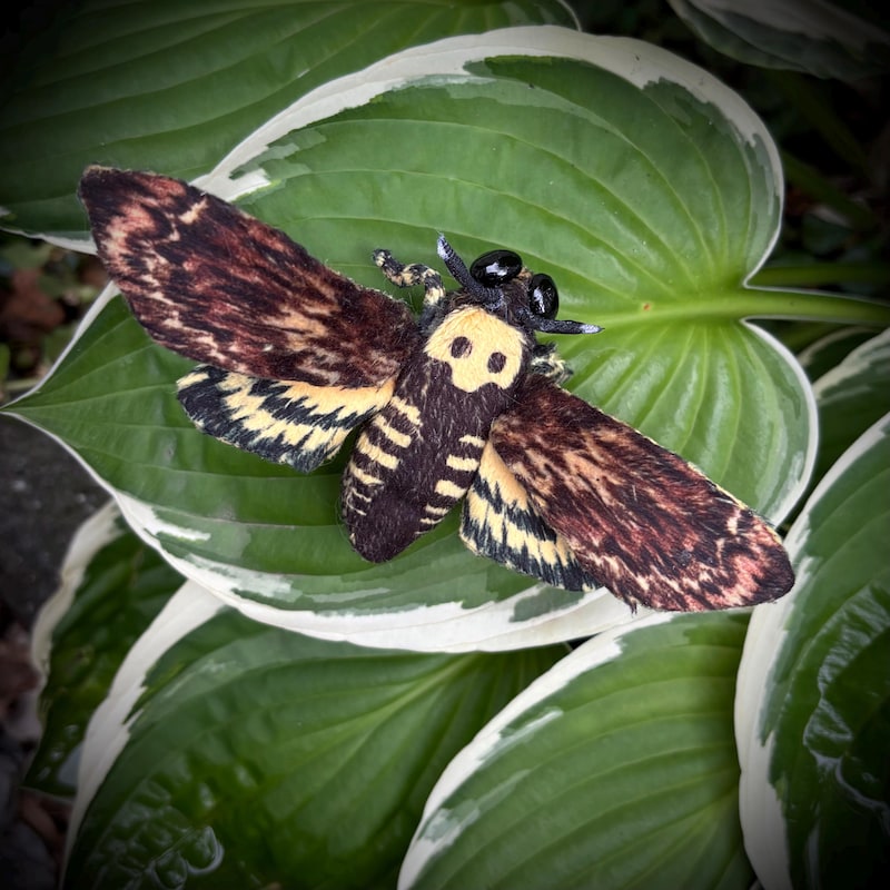 Moth Plush - Etsy