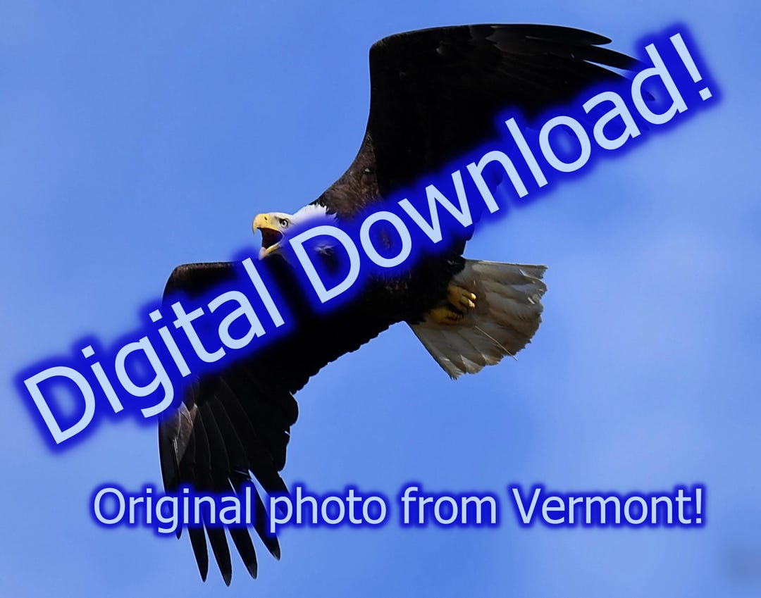 Bald Eagle Photograph: Vermont Wildlife Art Print (digital Download) - Etsy