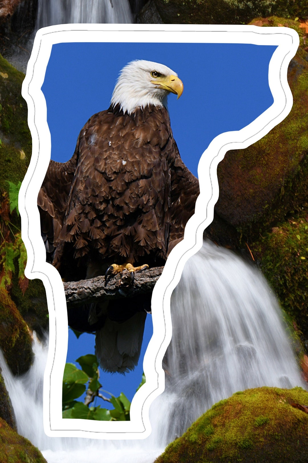 Vermont Bald Eagle Premium Vinyl Sticker 4.5 Tall by 3 Wide - Etsy