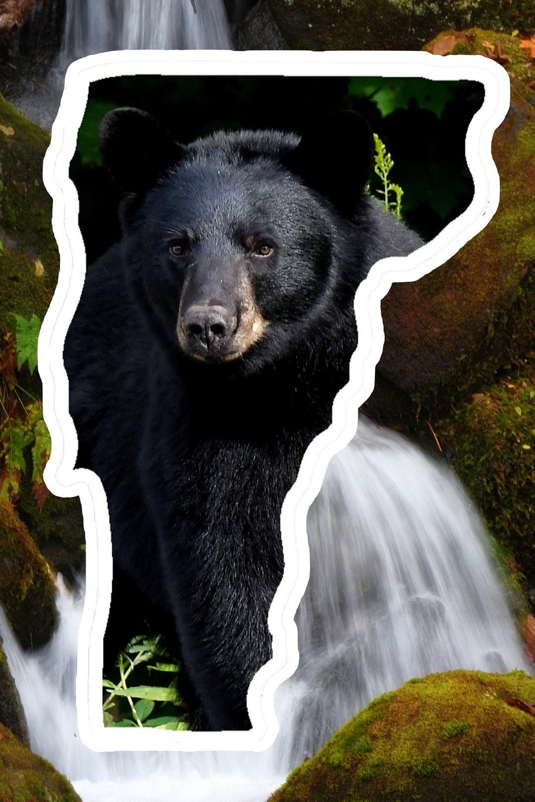 Vermont Black Bear Premium Vinyl Sticker 4.5 Tall by 3 Wide - Etsy