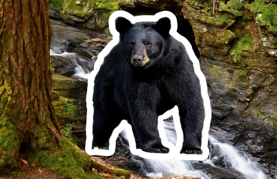 Vermont Black Bear Vinyl Waterproof Laptop, Journal, Car, Water Bottle ...