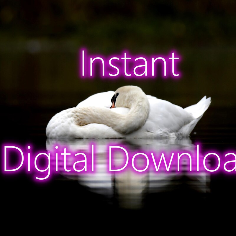Mute Swan Photograph - Etsy