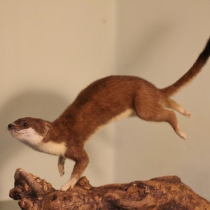 Gorgeous Dynamic Taxidermy Jumping Stoat Weasel Tassidermia Ethical ...