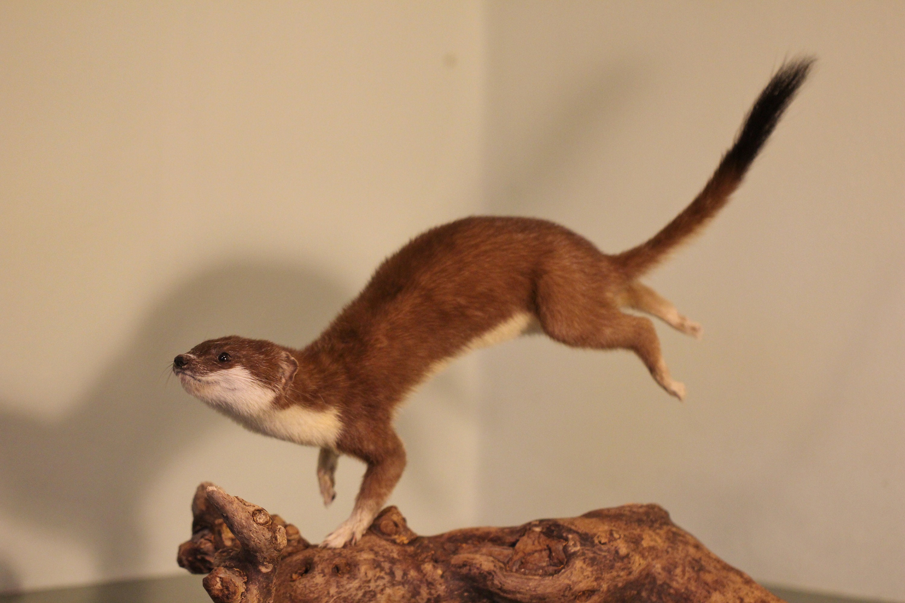 Gorgeous Dynamic Taxidermy Jumping Stoat Weasel Tassidermia Ethical ...
