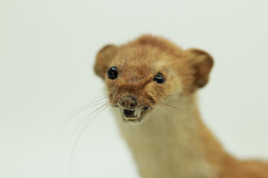 Bad Taxidermy Stoat Ermine Adorable Marten Vintage Antique Taxiderpy ...