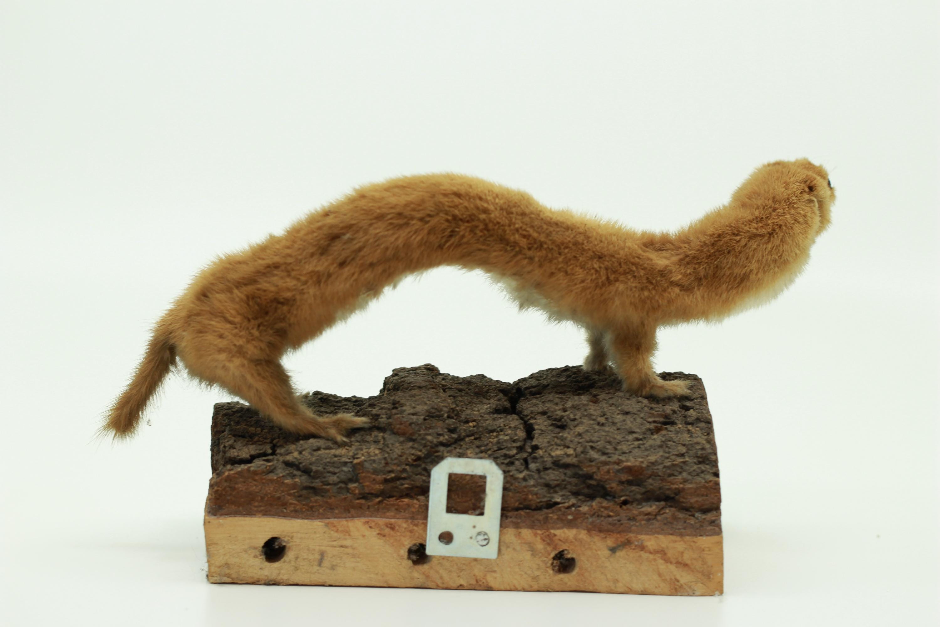Bad Taxidermy Stoat Adorable Marten Vintage Antique Taxiderpy Terrible Cabinet Curiosities ...