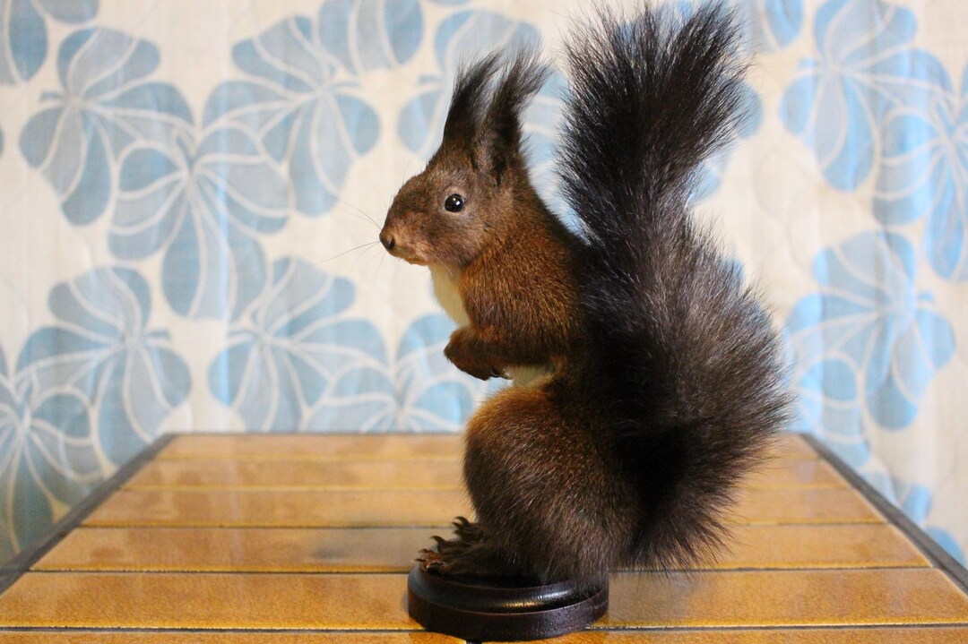 Gorgeous Taxidermy Red Squirrel Mount Animal Quality Chipmunk ...