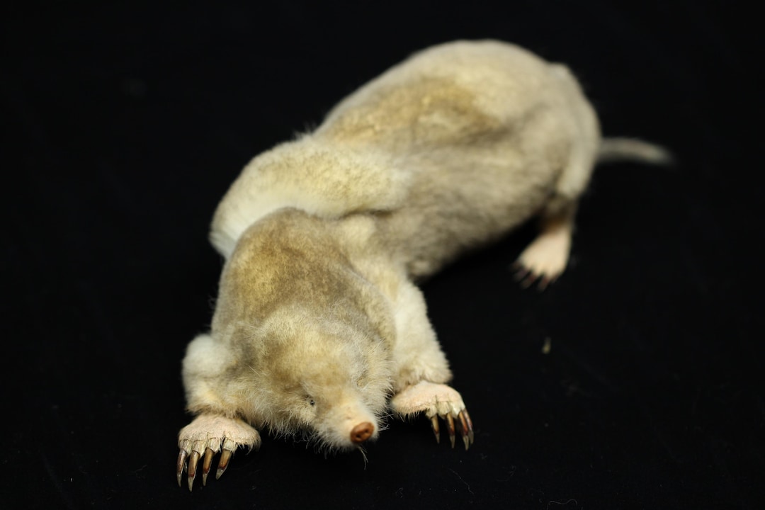 Unique Rare Leucistic Taxidermy Mole Albino Blonde With Strange Fur ...