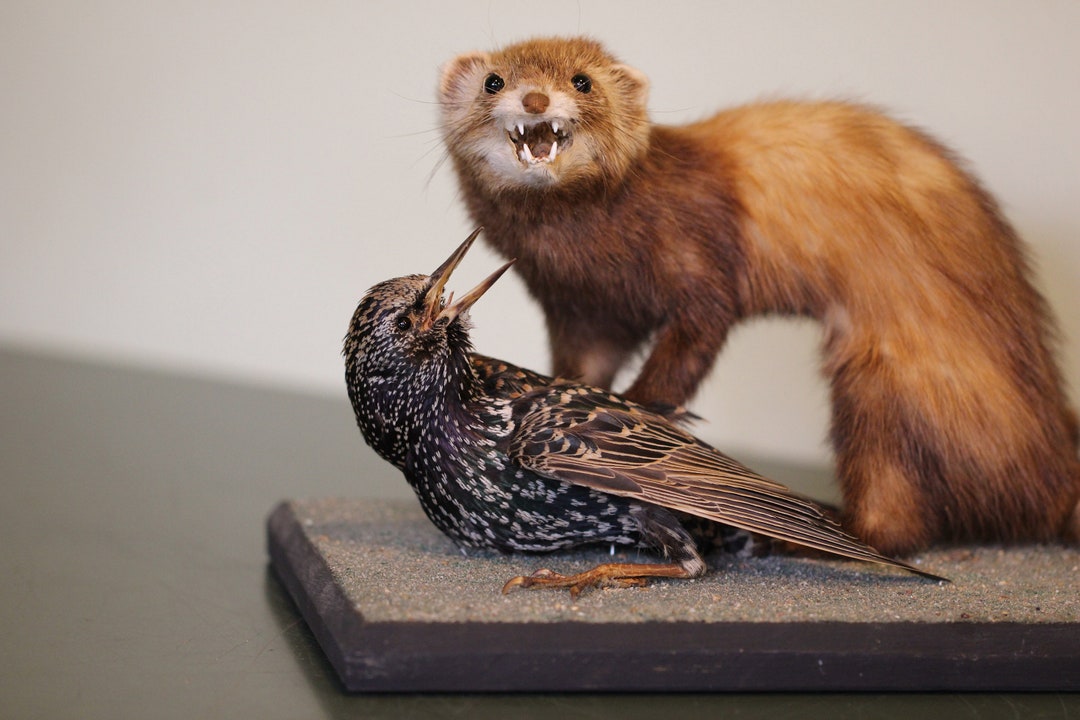 Mooie Vintage Taxidermie Bunzing Prooi Spreeuw Tassidermia Kast Bad ...