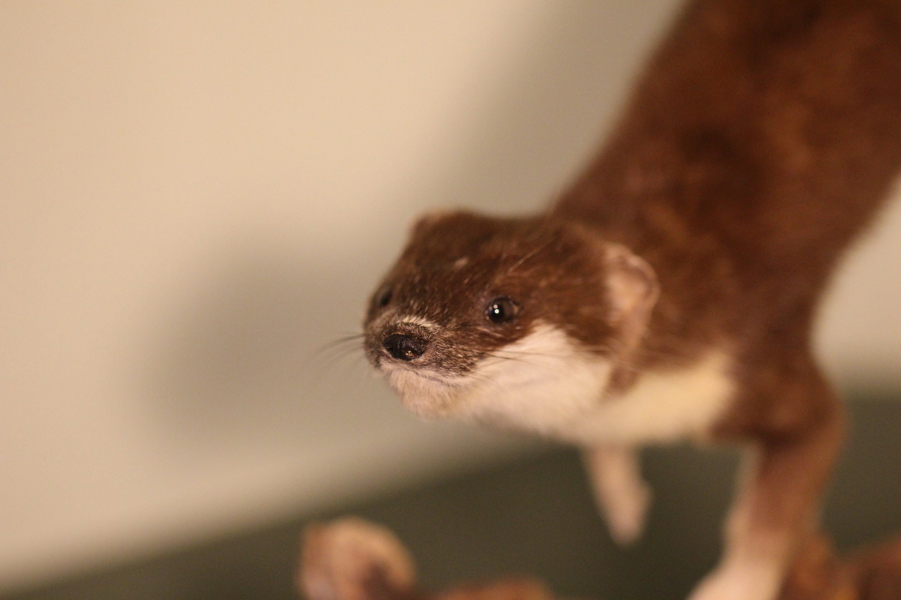 Gorgeous Dynamic Taxidermy Jumping Stoat Weasel Tassidermia Ethical ...