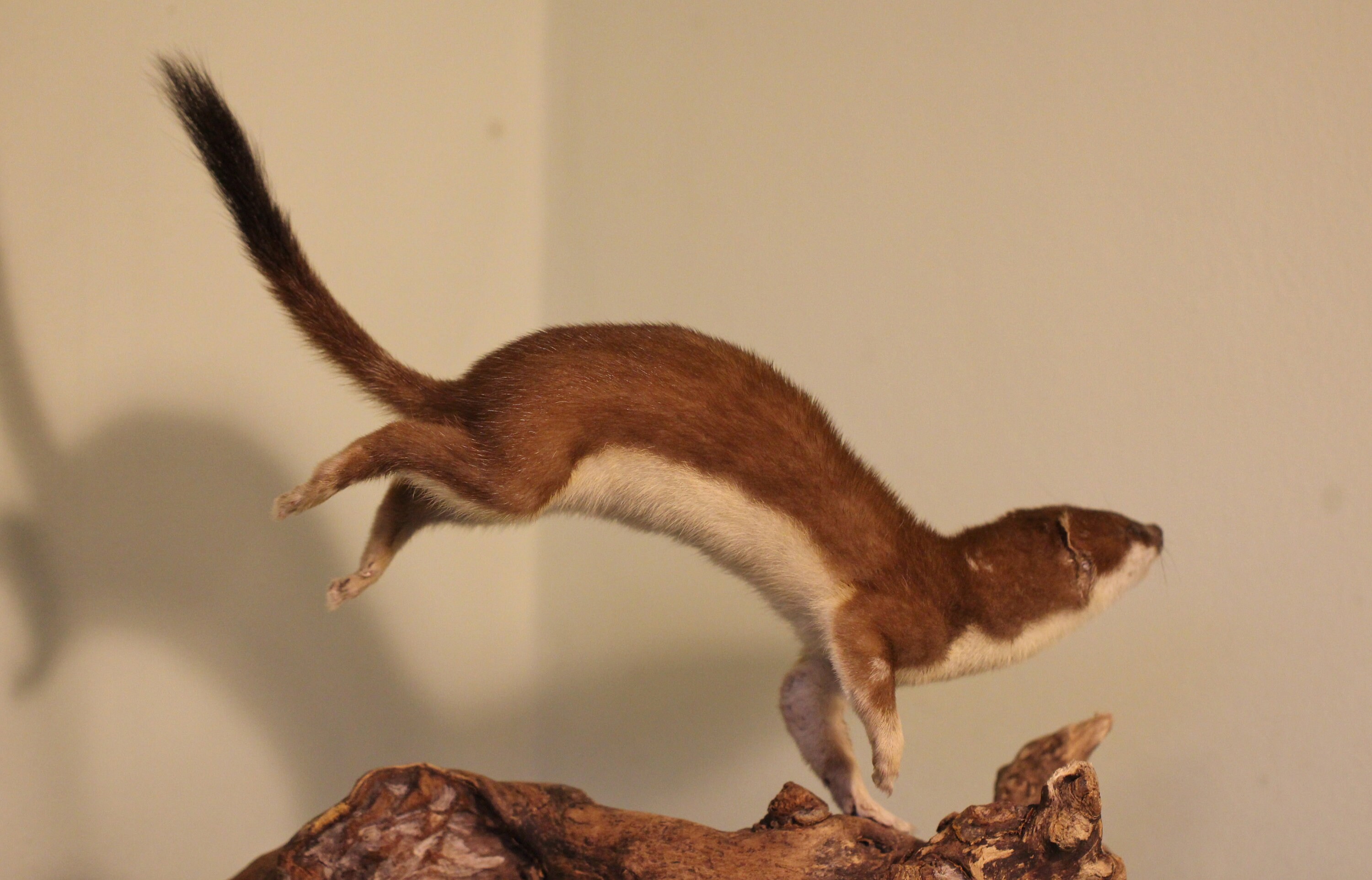 Gorgeous Dynamic Taxidermy Jumping Stoat Weasel Tassidermia Ethical ...