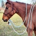 Rope Halter & Mecates - Natural Horsemanship Hackamore - 21 Colors - 2 ...