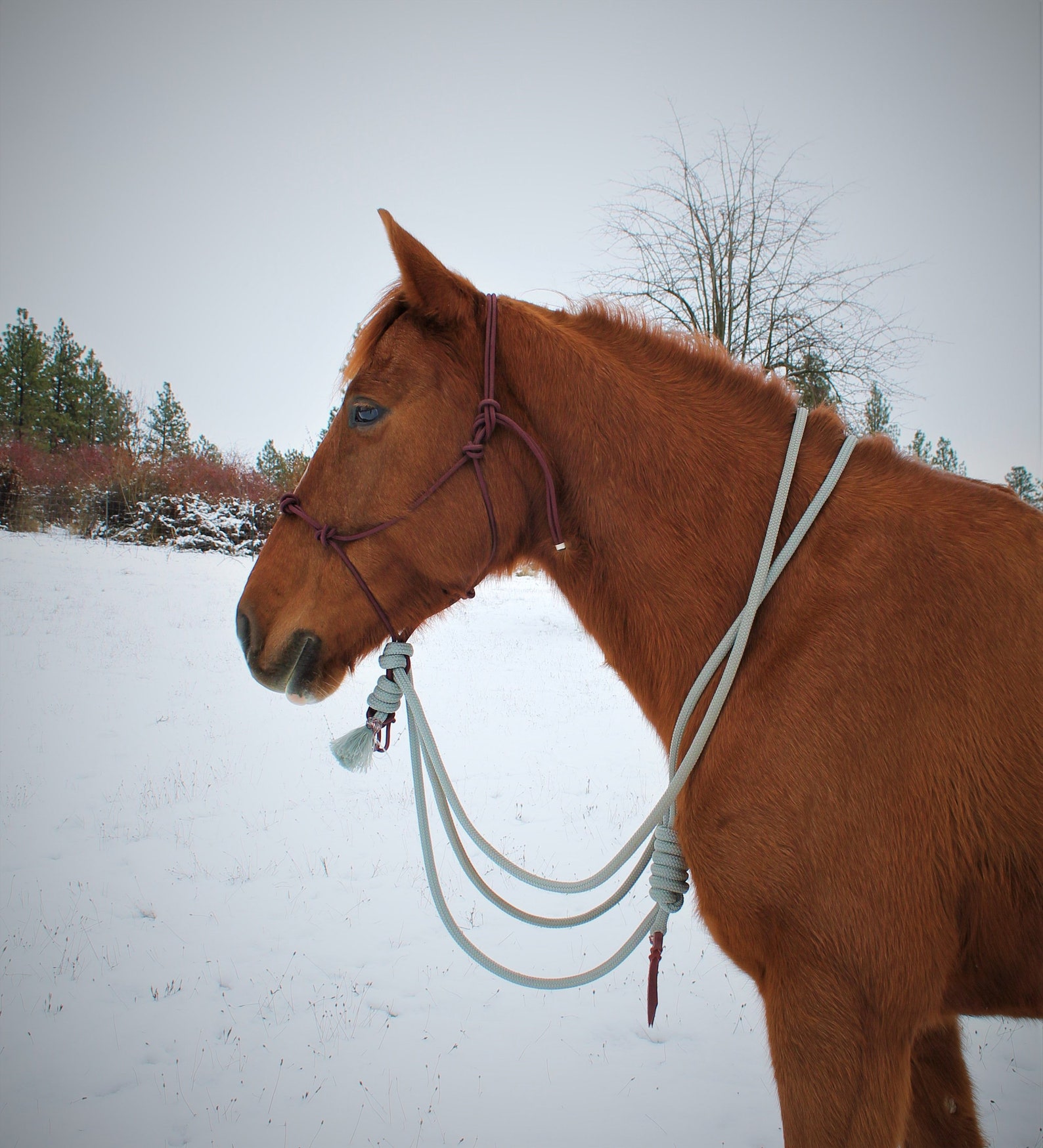Rope Halter & Mecates Natural Horsemanship Hackamore 19 | Etsy