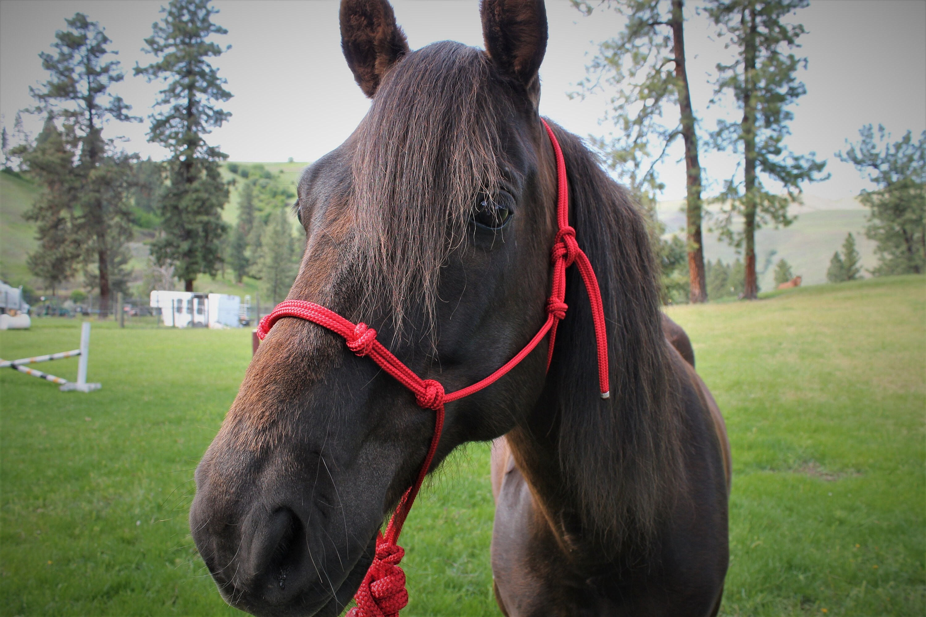 Parelli Rope Halter for sale | Only 4 left at -60%