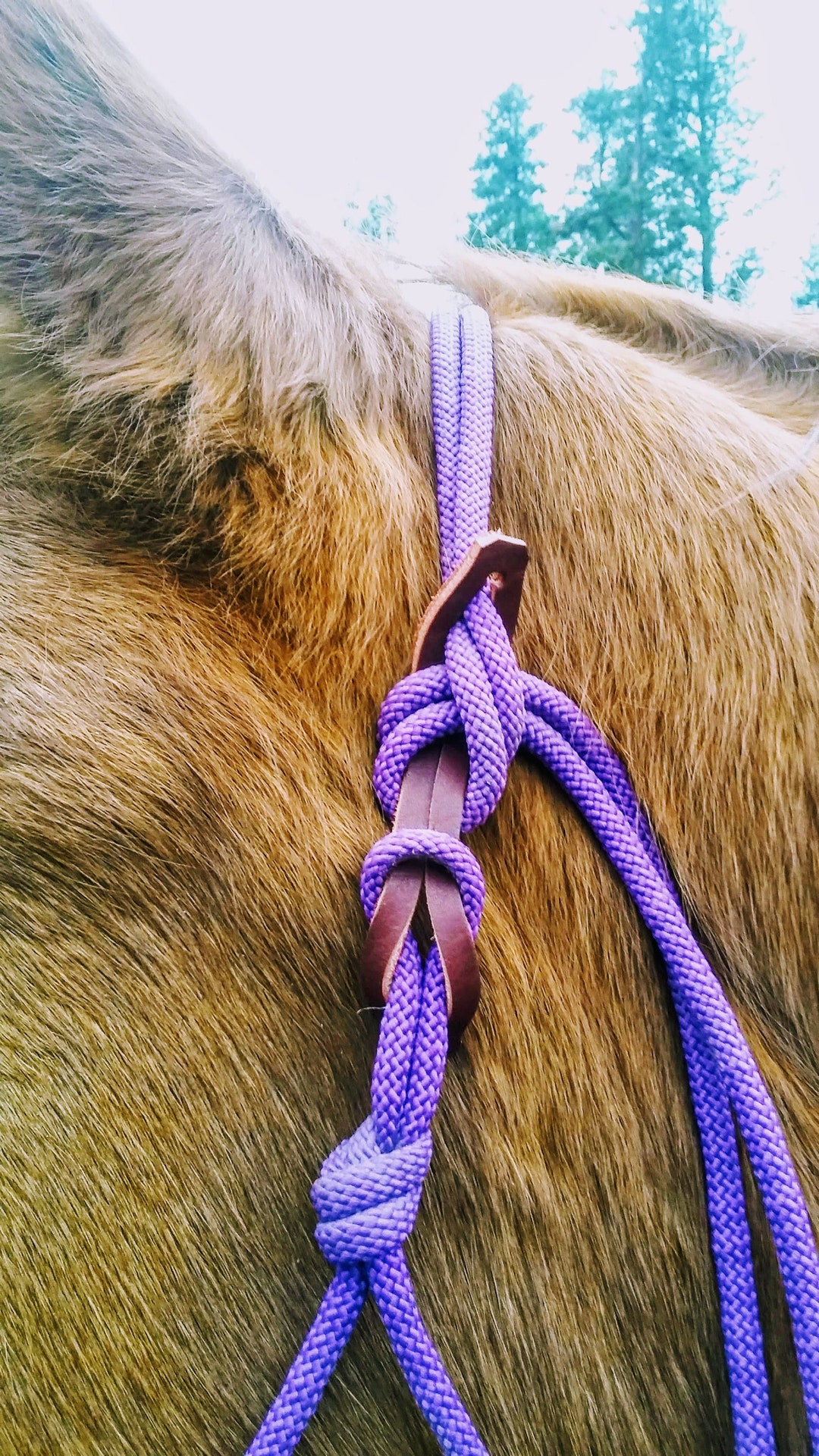 The Original Breakaway - for ANY Rope Halter - 4 Pk - Etsy