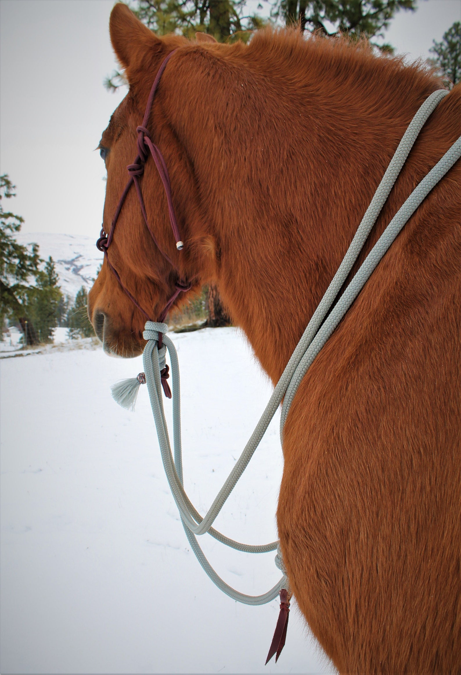 Rope Halter & Mecates Natural Horsemanship Hackamore 19 | Etsy