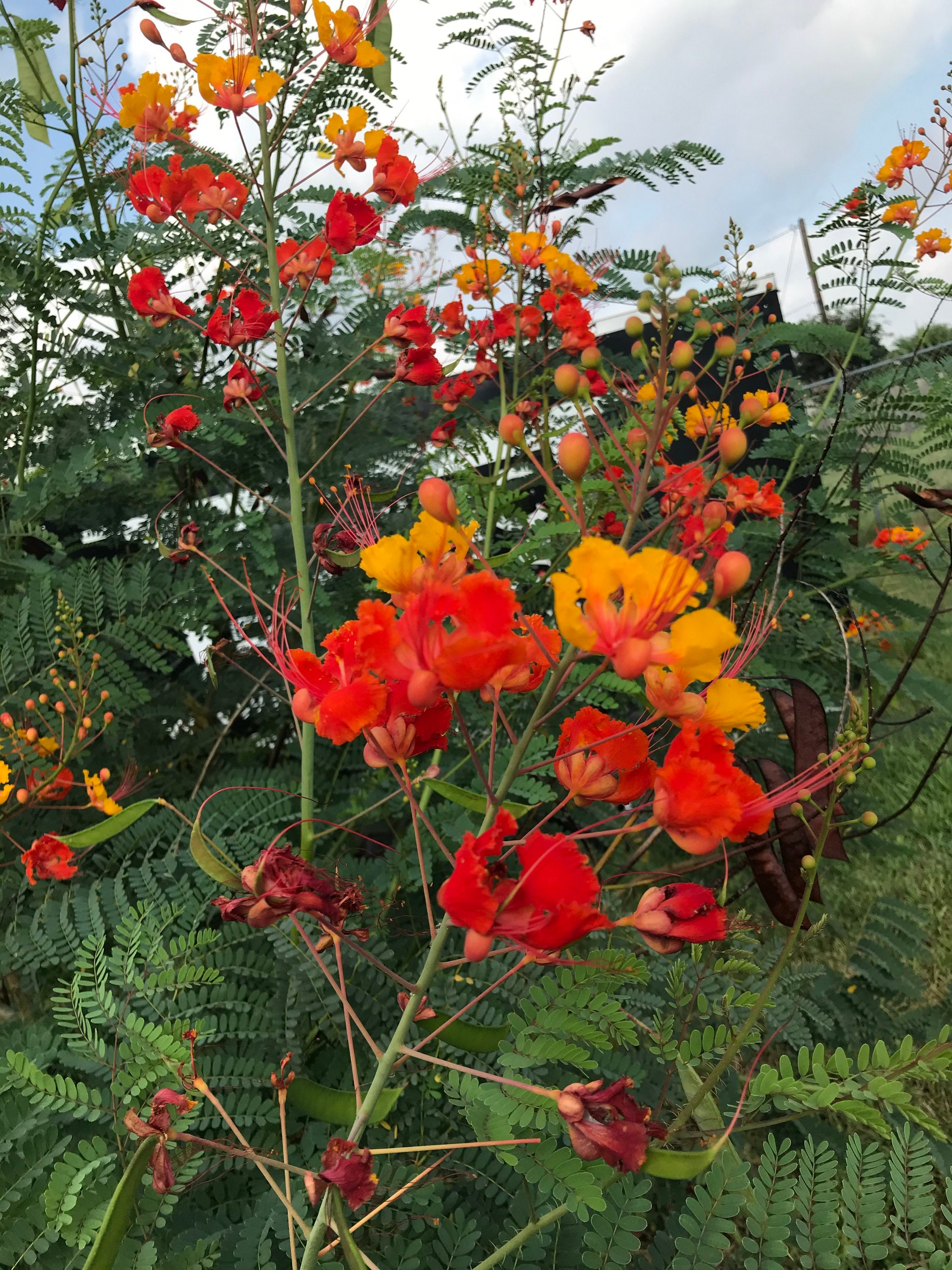 Peacock Flower Seeds, Poinciana, Red Bird of Paradise, Mexican Bird of ...