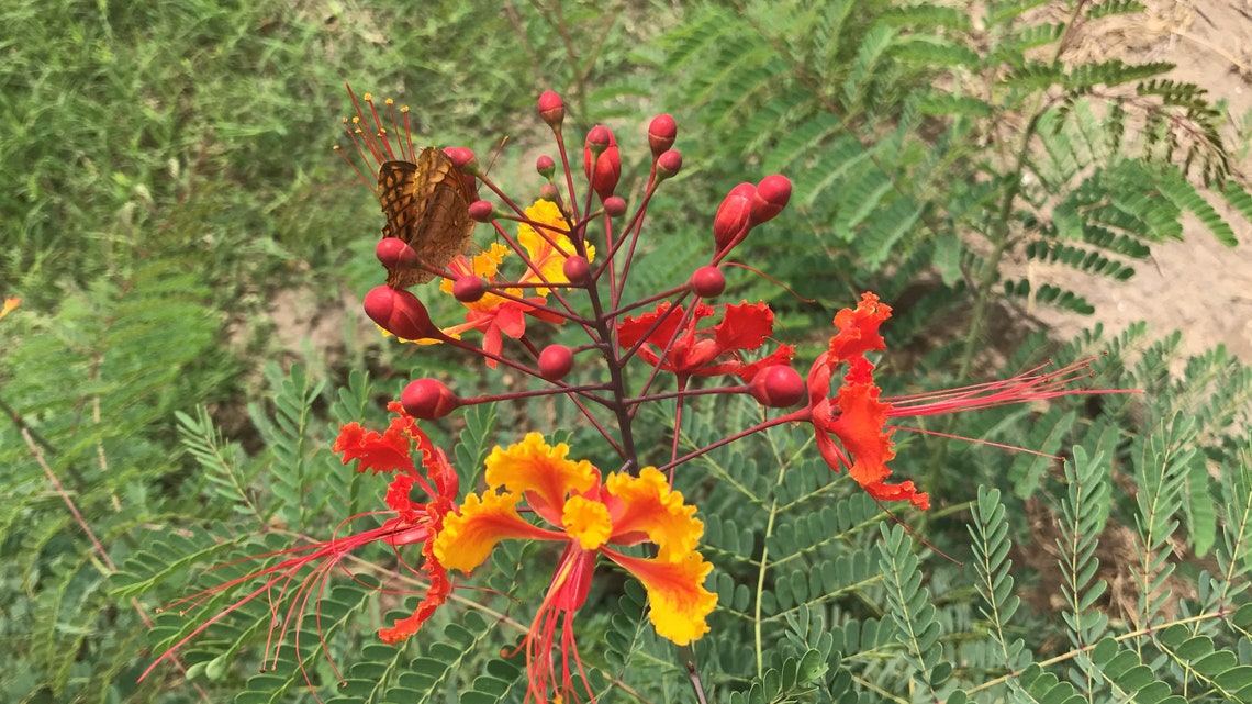 Peacock Flower Seeds, Poinciana, Red Bird of Paradise, Mexican Bird of ...