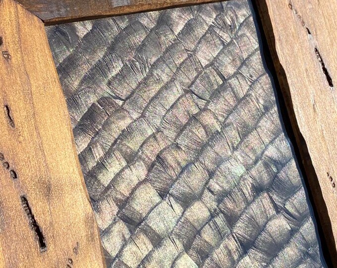 Wild Turkey Feather Art Taxidermy in Rustic Glass Covered Frame - Etsy