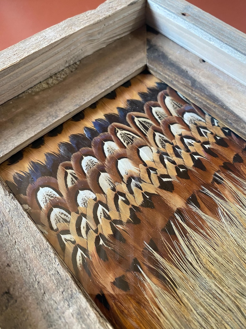 Mini Pheasant Feather Art Taxidermy in Rustic Glass Covered Frame - Etsy