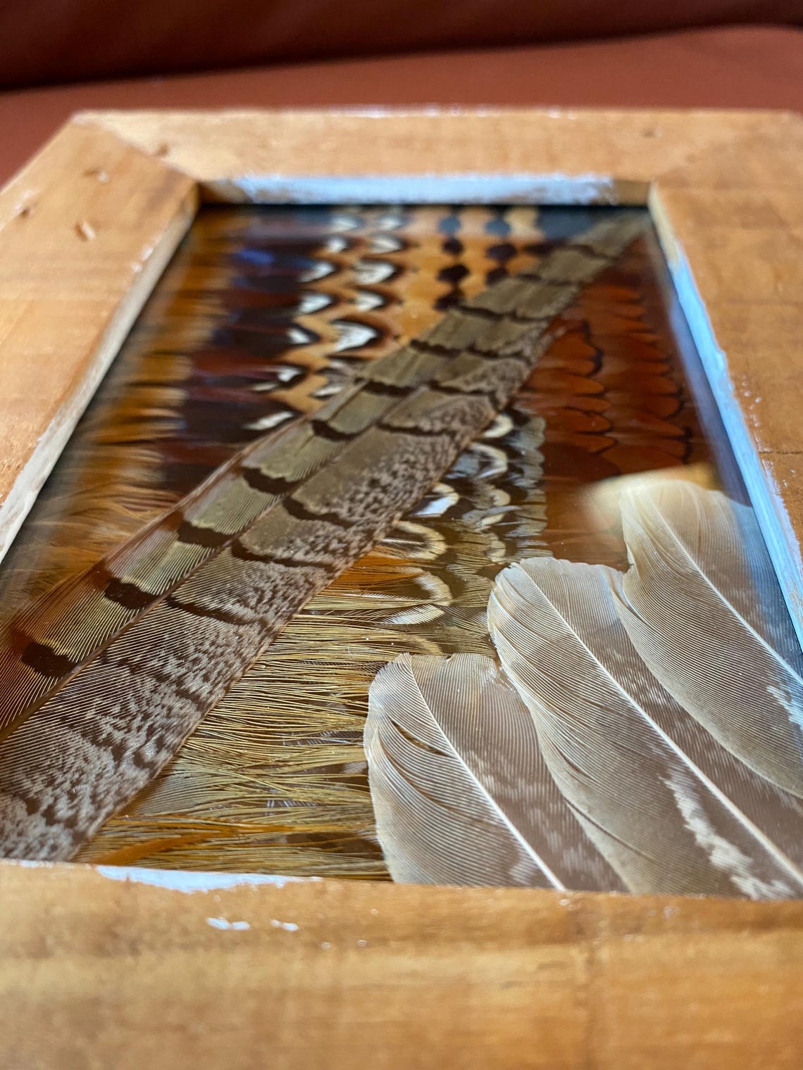 Pheasant Feather Art Taxidermy in Rustic Glass Covered Frame - Etsy