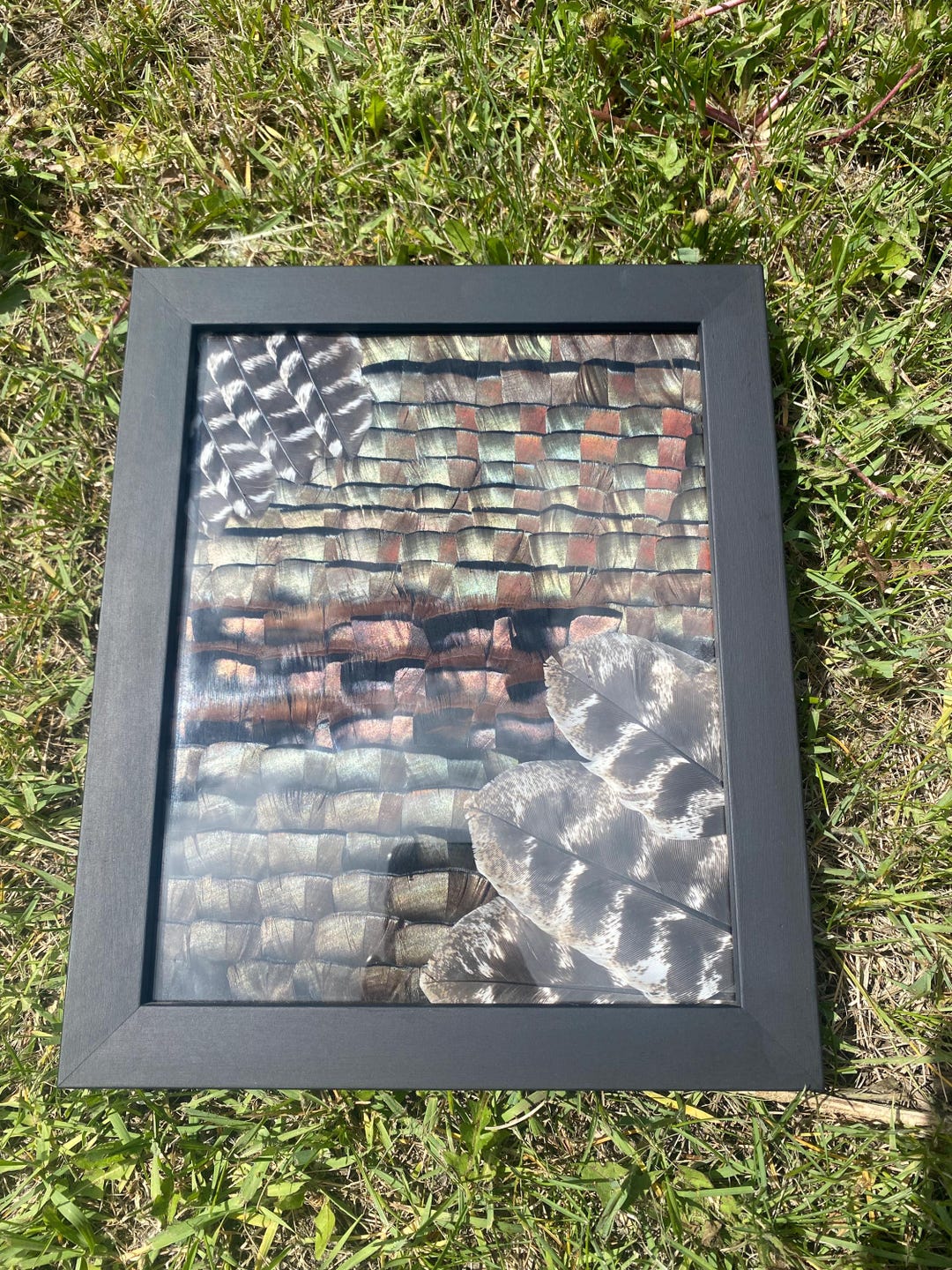 Wild Turkey Feather Art Taxidermy in Glass Covered Frame - Etsy