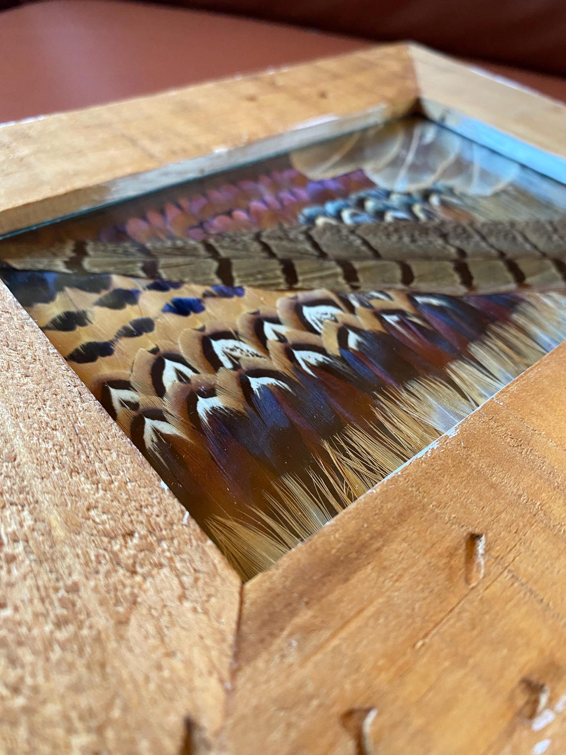 Pheasant Feather Art Taxidermy in Rustic Glass Covered Frame - Etsy