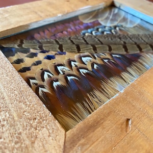 Pheasant Feather Art Taxidermy in Rustic Glass Covered Frame - Etsy