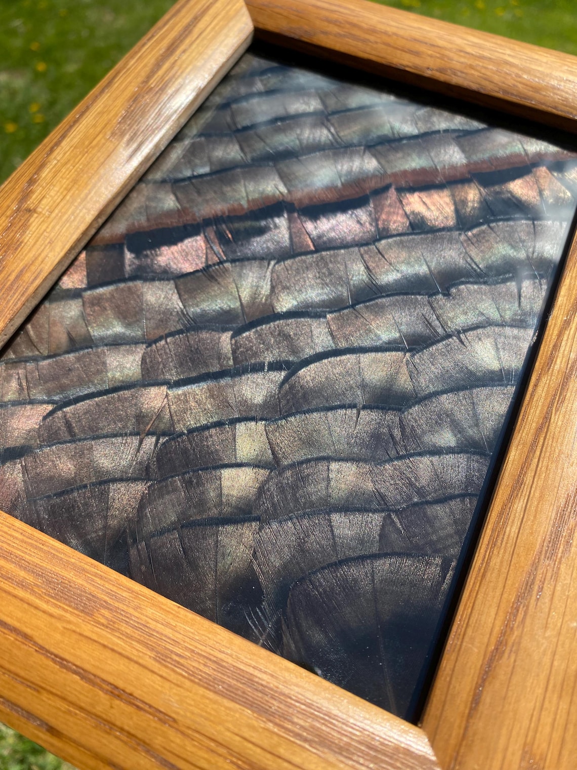 Wild Turkey Feather Art Taxidermy in Glass Covered Frame - Etsy