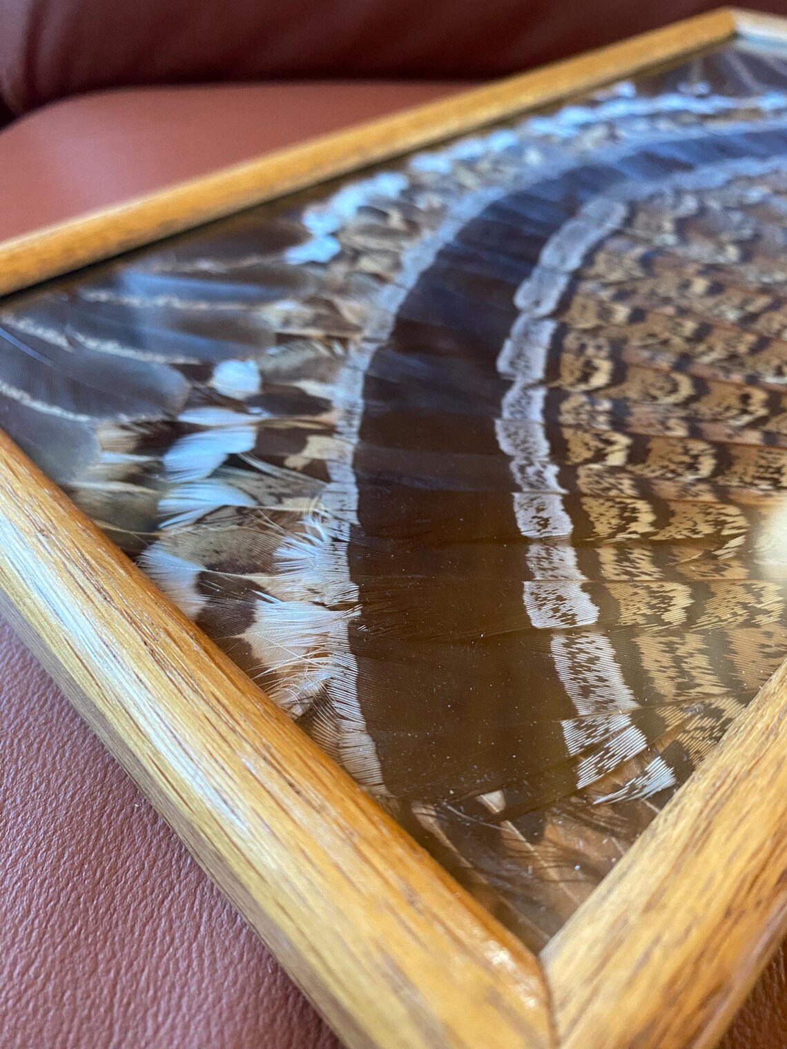 Ruffed Grouse Feather Art Taxidermy in Glass Covered Frame - Etsy