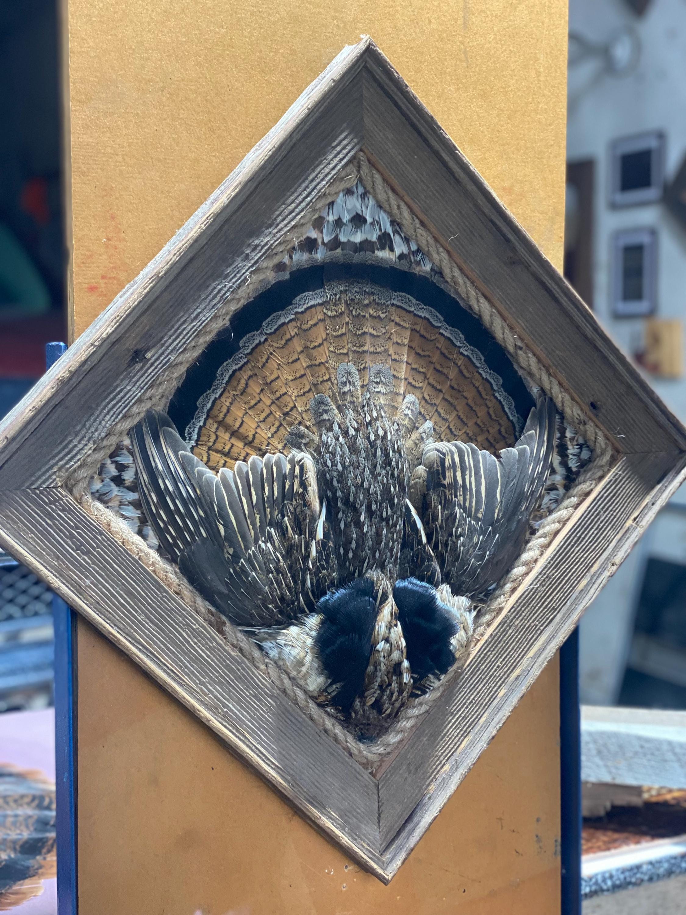 Red Phase Ruffed Grouse Feather Art Taxidermy Displayed Inside ...