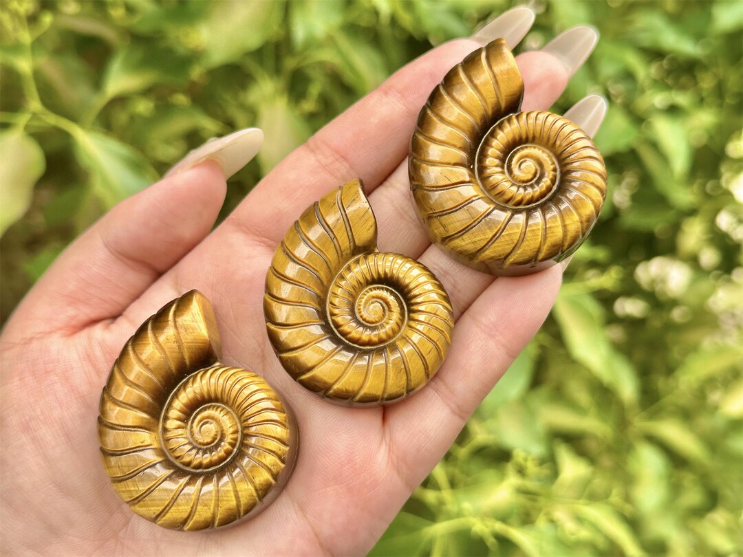 Carved Tiger's Eye Spiral Shell: Natural Crystal Home Decor - Etsy