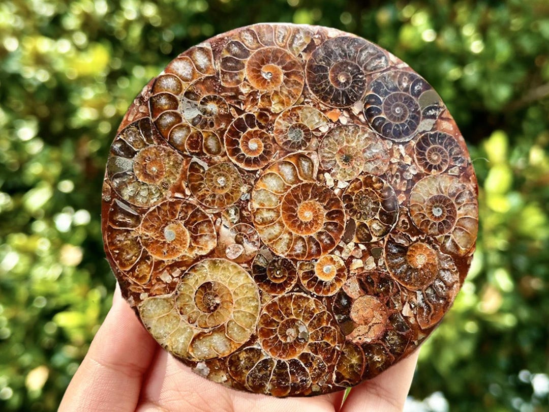 Natural Ammonite Fossil Plate: Spiral Shell Decor With Stand - Etsy