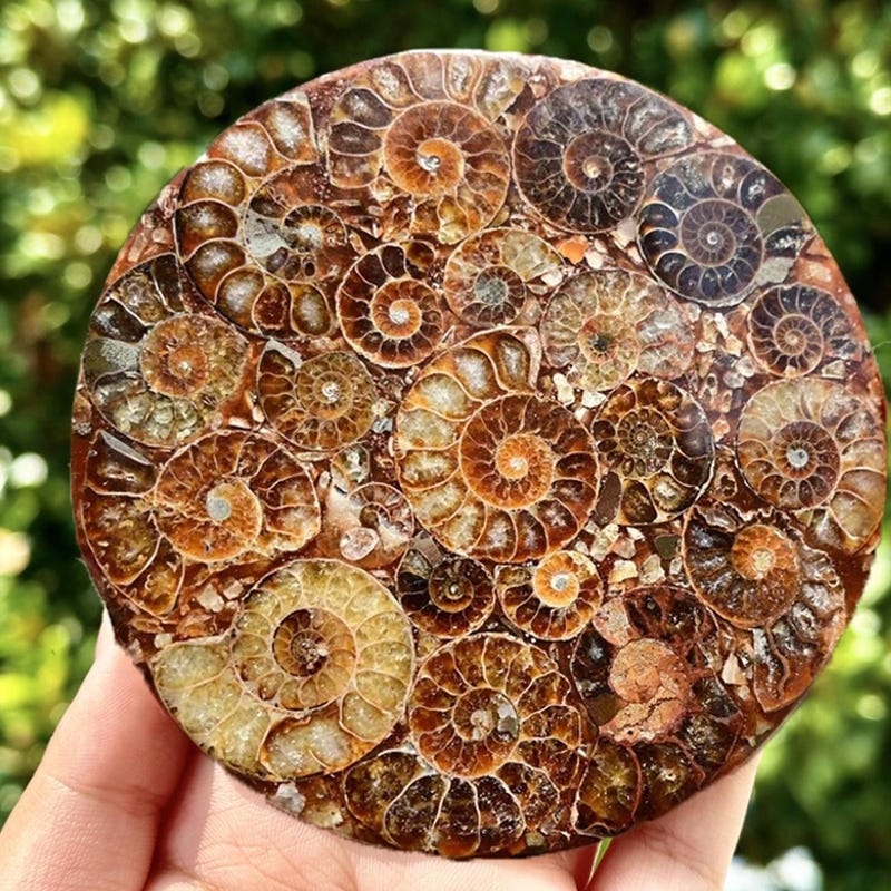 Ammonite Shell - Etsy