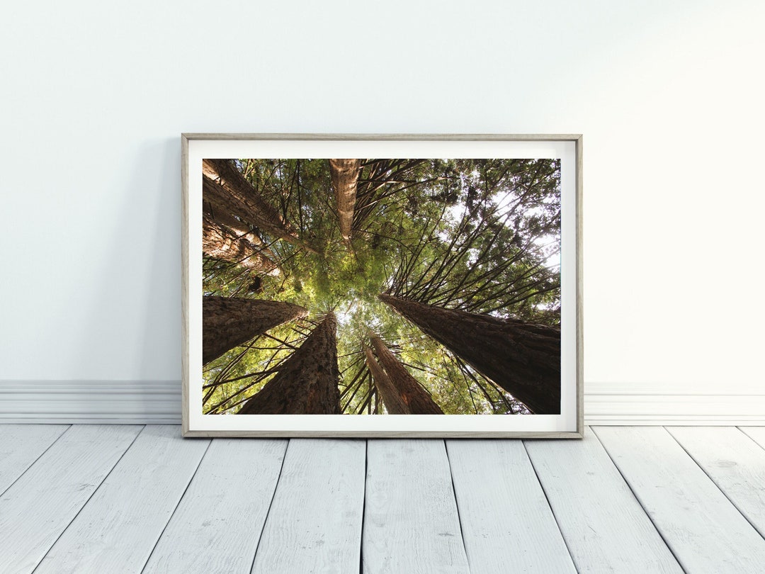 Tree Tops Photography Print. Digital Download Australian Forest Print ...