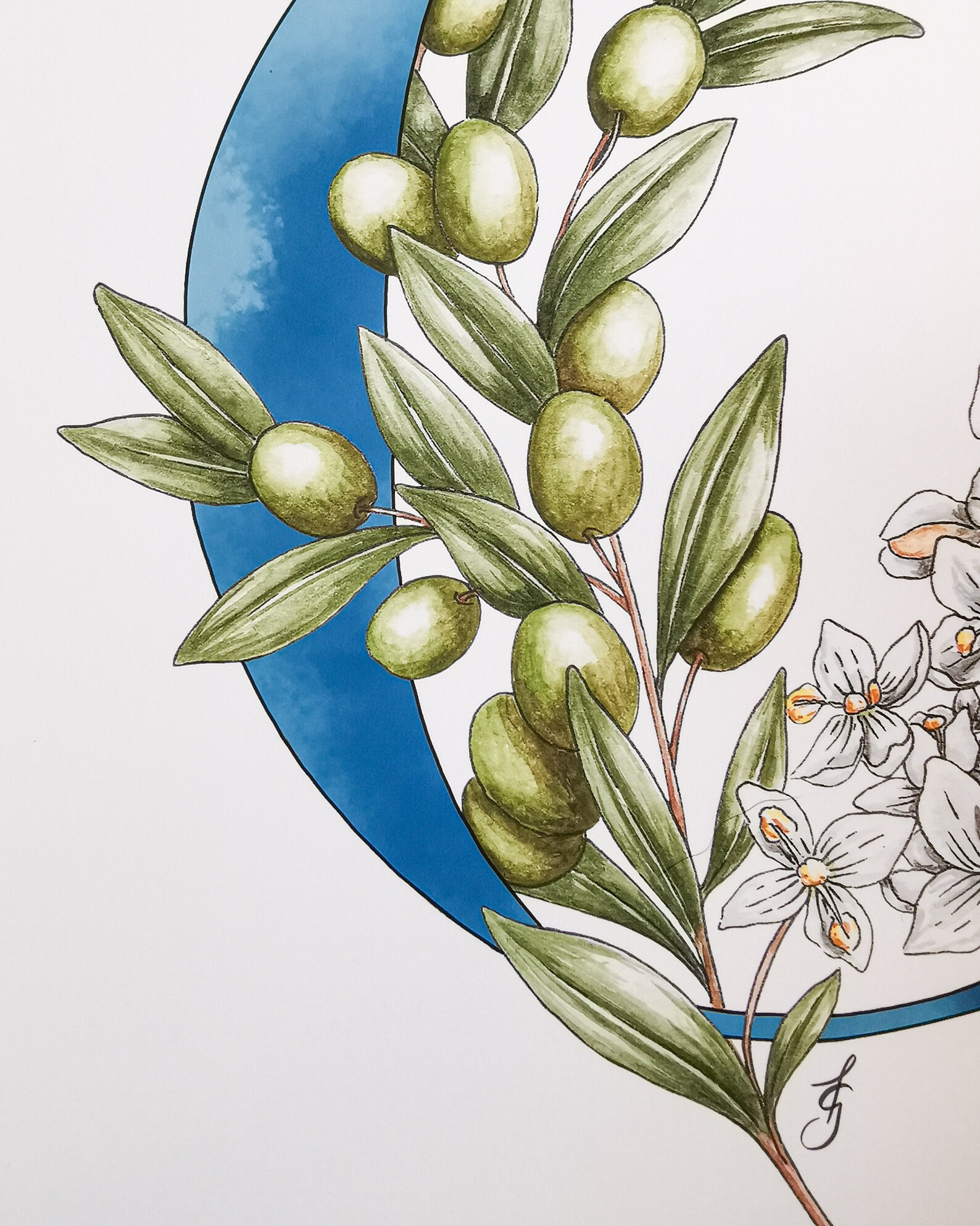 O is for Olive Flower Letter Print. A Blue or Pink Letter O - Etsy