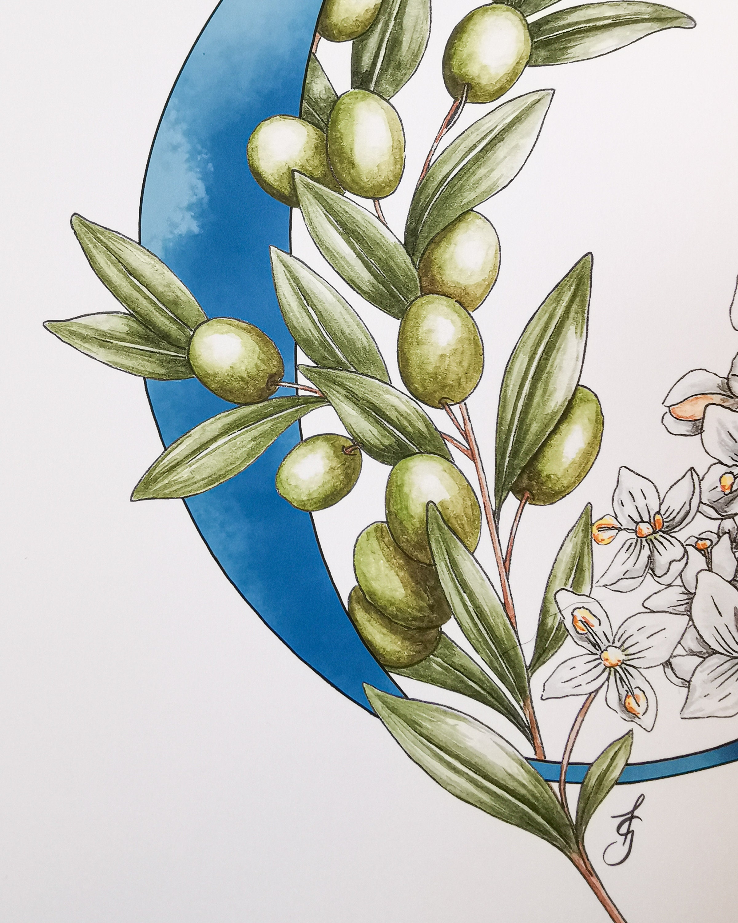 O is for Olive flower letter print. A blue or pink letter O | Etsy