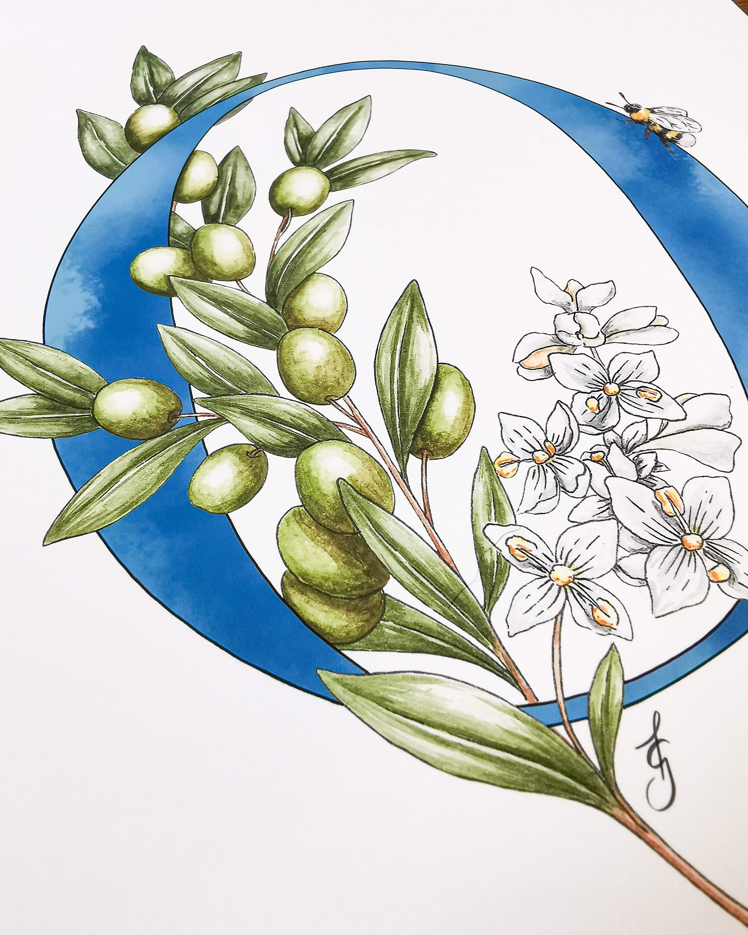 O is for Olive Flower Letter Print. A Blue or Pink Letter O - Etsy