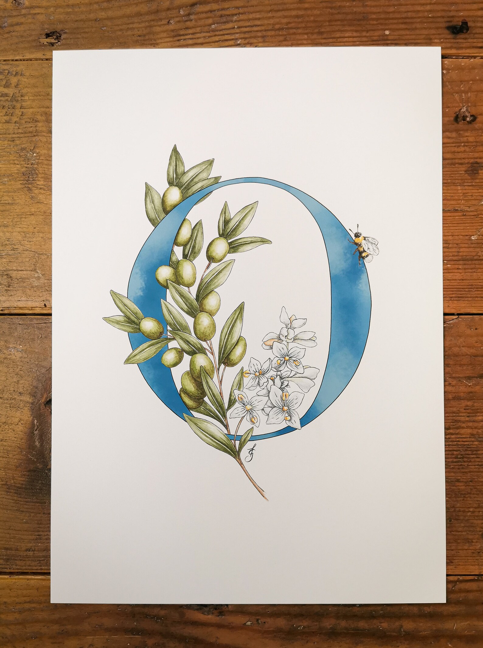 O is for Olive Flower Letter Print. A Blue or Pink Letter O - Etsy