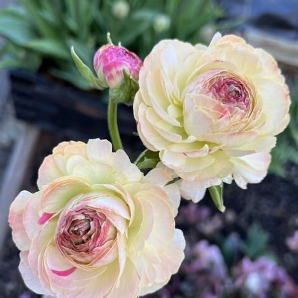 Ranunculus - Etsy