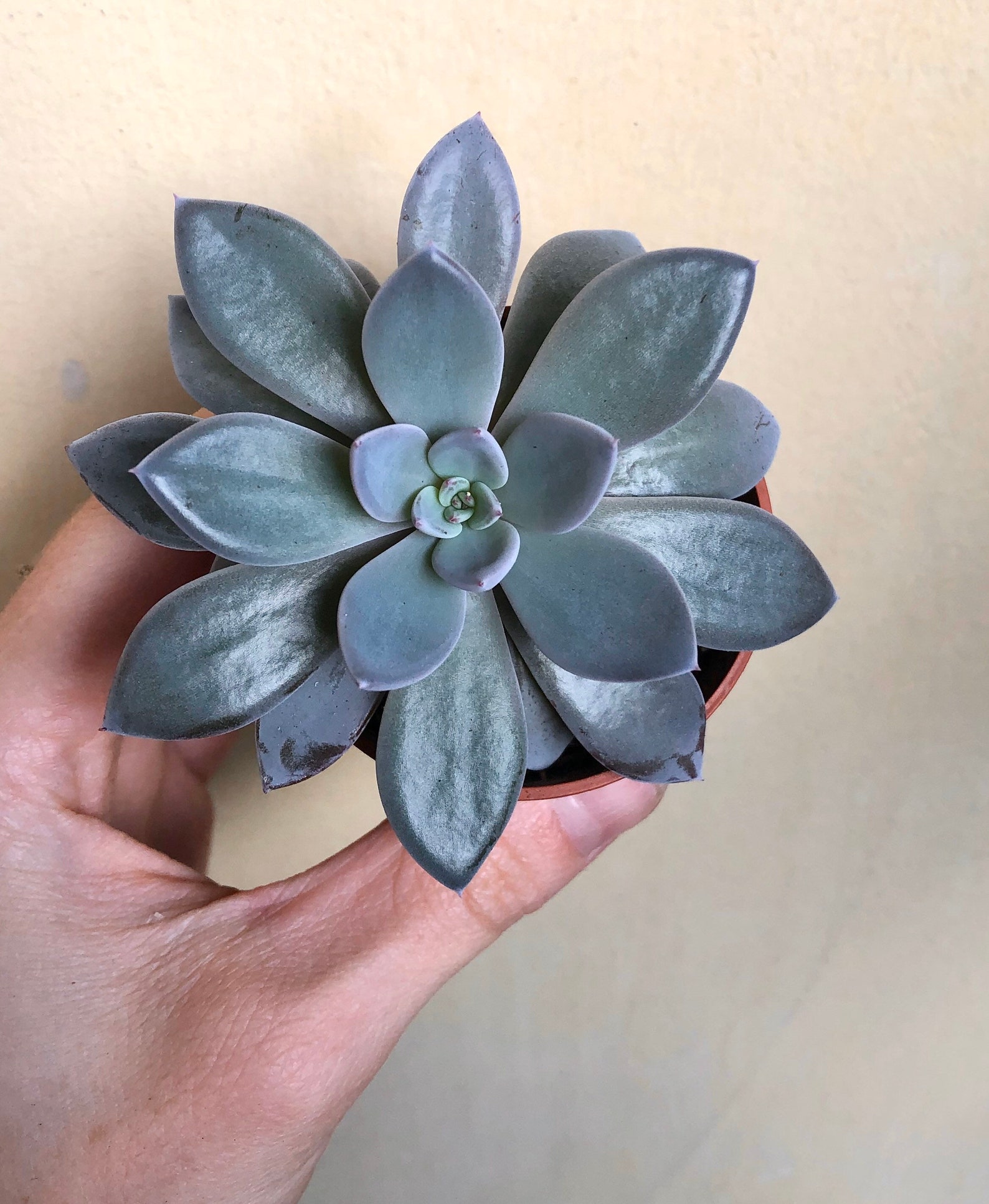 Graptoveria Lulu Small Size RARE Succulent graptopelatum | Etsy