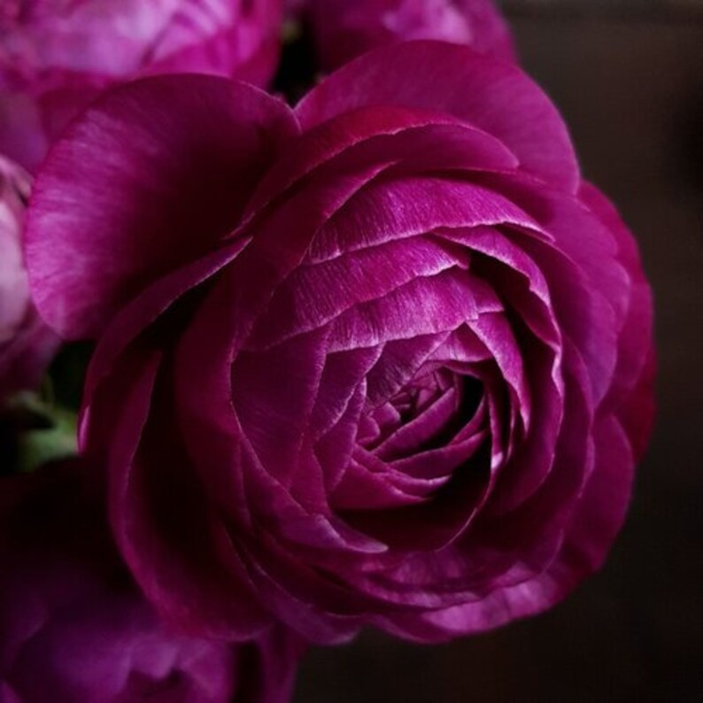 Ranunculus Amandine violet Corms Large Double - Etsy
