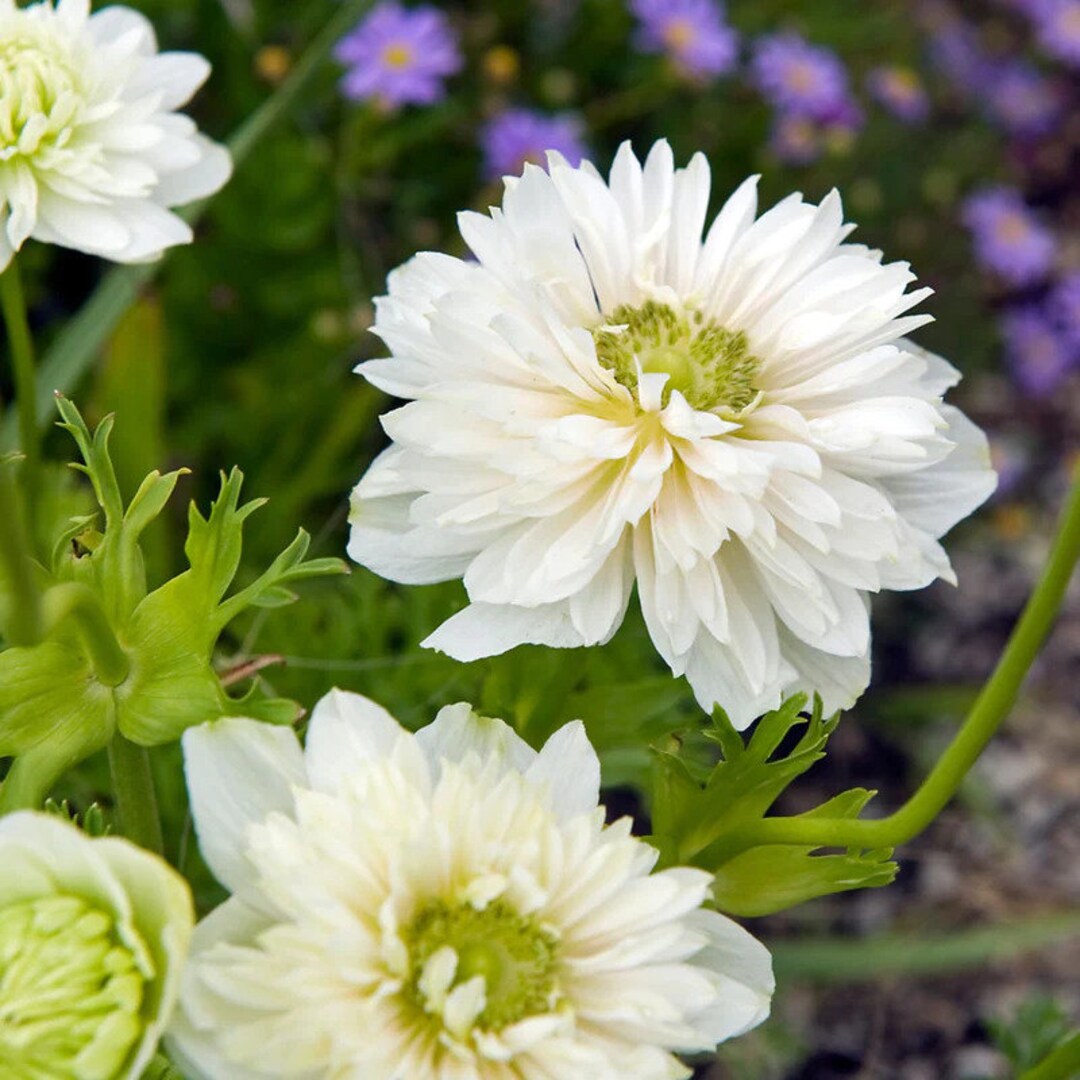 Anemone Fullstar White Bulb/corm Luxury New Variety With - Etsy