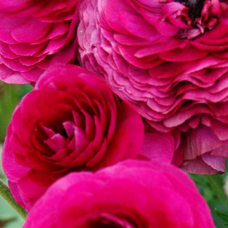 Ranunculus Amandine violet Corms Large Double - Etsy