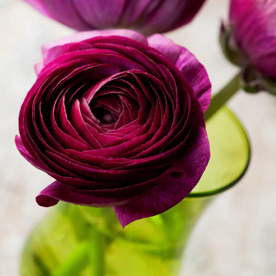 Ranunculus Amandine violet Corms Large Double - Etsy