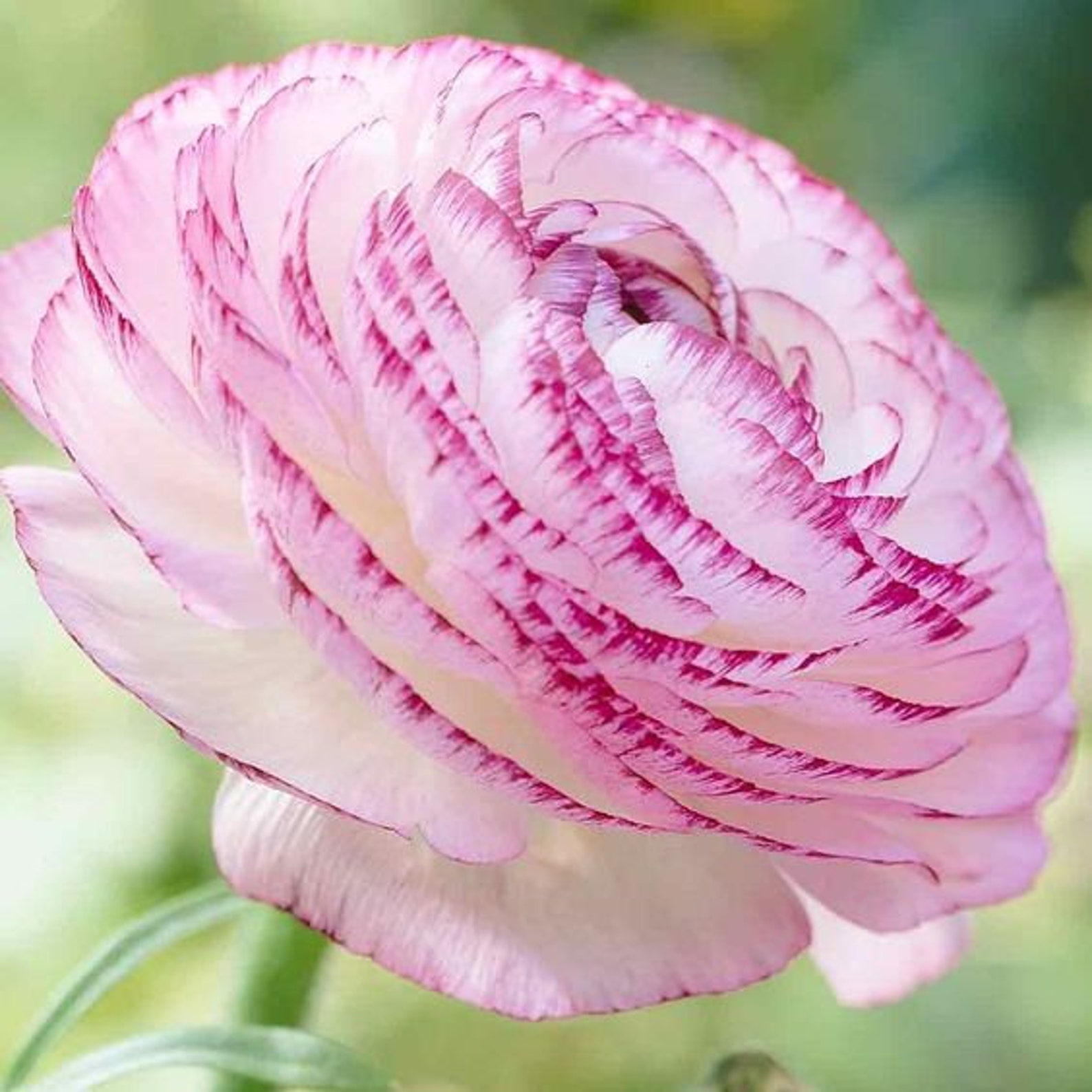 Ranunculus picotee Pink Corms/bulbs 5/6 Persian - Etsy Ranunculus picotee Pink Corms/bulbs 5/6 Persian - Etsy