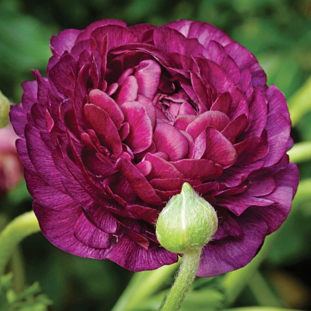 Ranunculus Asiaticus Lila Knollen Asiatische Hahnenfuß - Etsy Österreich
