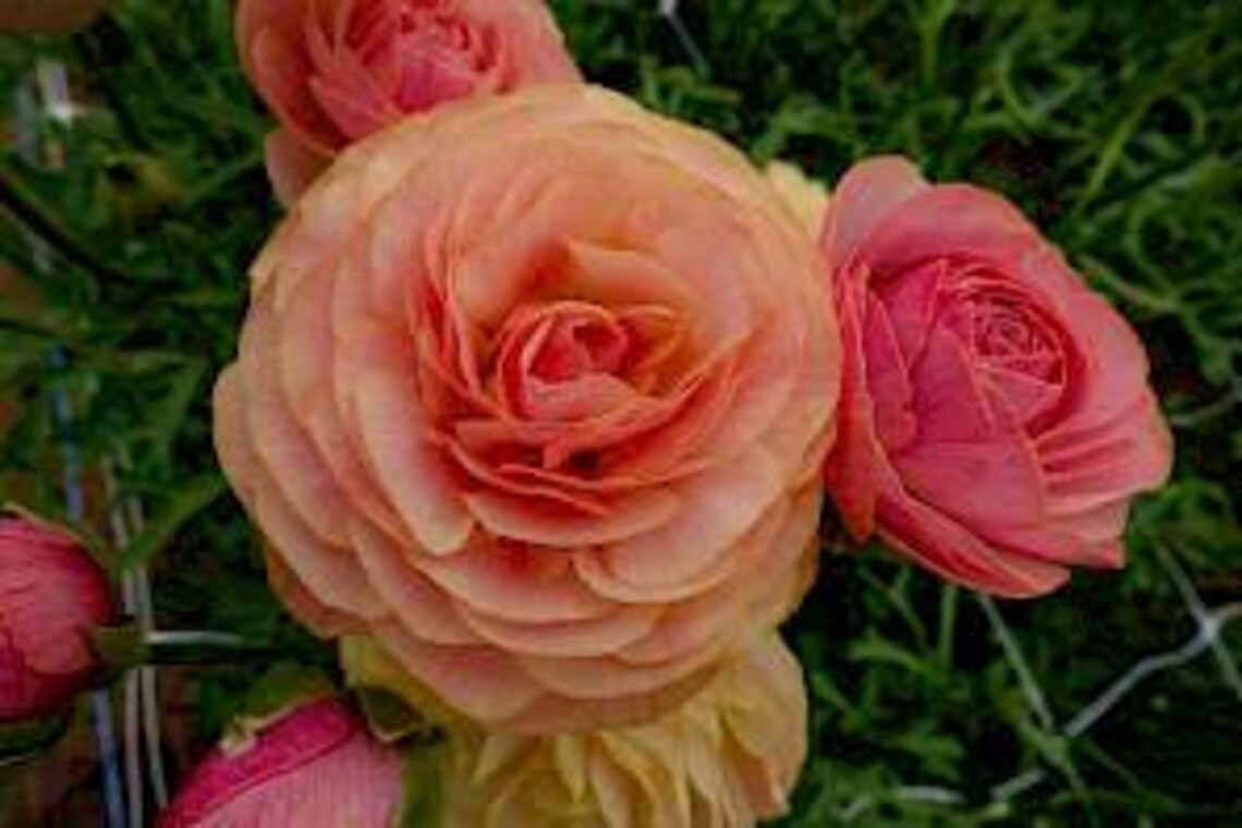 Ranunculus Romance™ nimes® Corms renoncule - Etsy